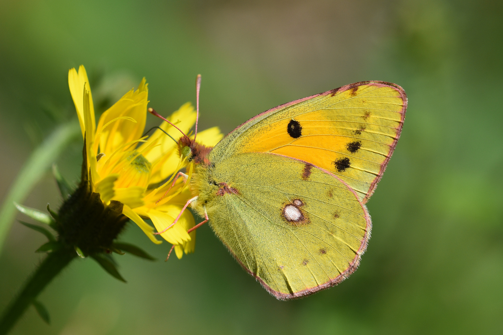 Postillion ... Foto & Bild | natur, luzern, schweiz Bilder auf ...