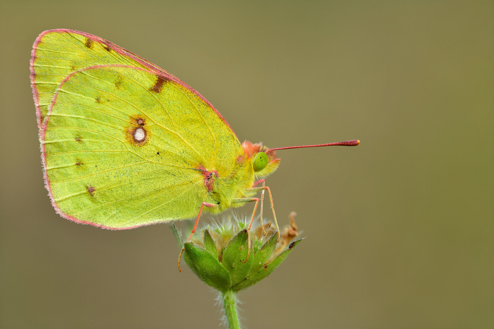 Postillon #2 Foto & Bild | tiere, wildlife, schmetterlinge Bilder auf fotocommunity
