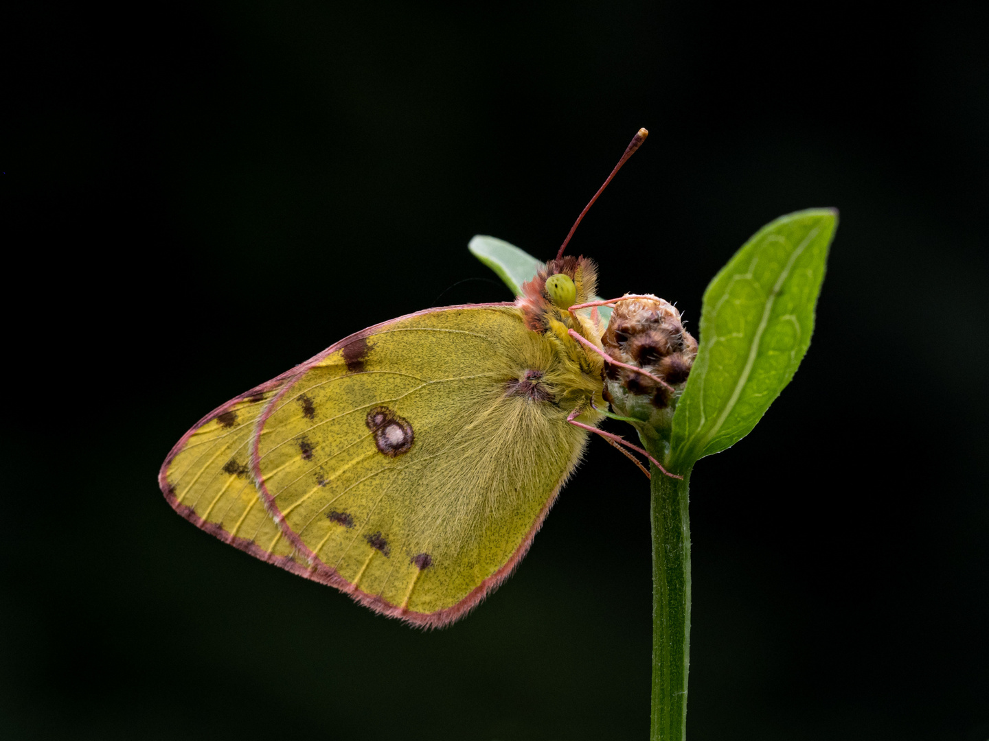 Postillon Foto & Bild | tiere, wildlife, schmetterlinge Bilder auf ...