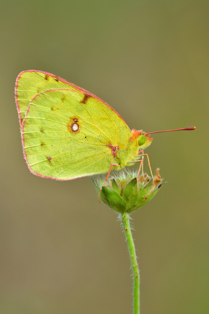 Postillon Foto & Bild | tiere, wildlife, schmetterlinge Bilder auf ...