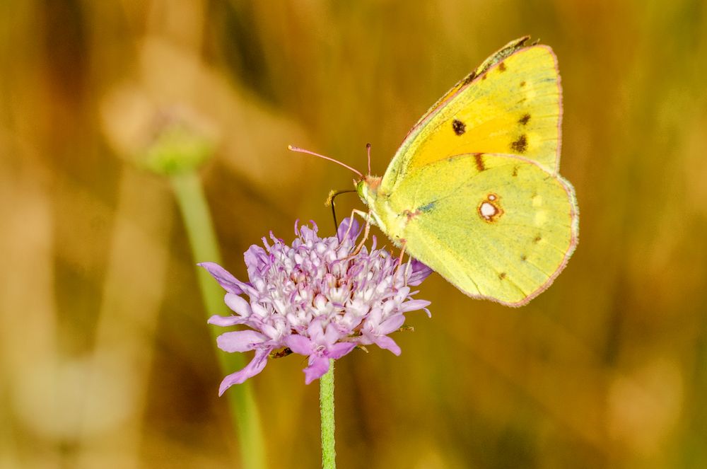Postillon (Colias crocea) Foto & Bild | tiere, wildlife, schmetterlinge ...