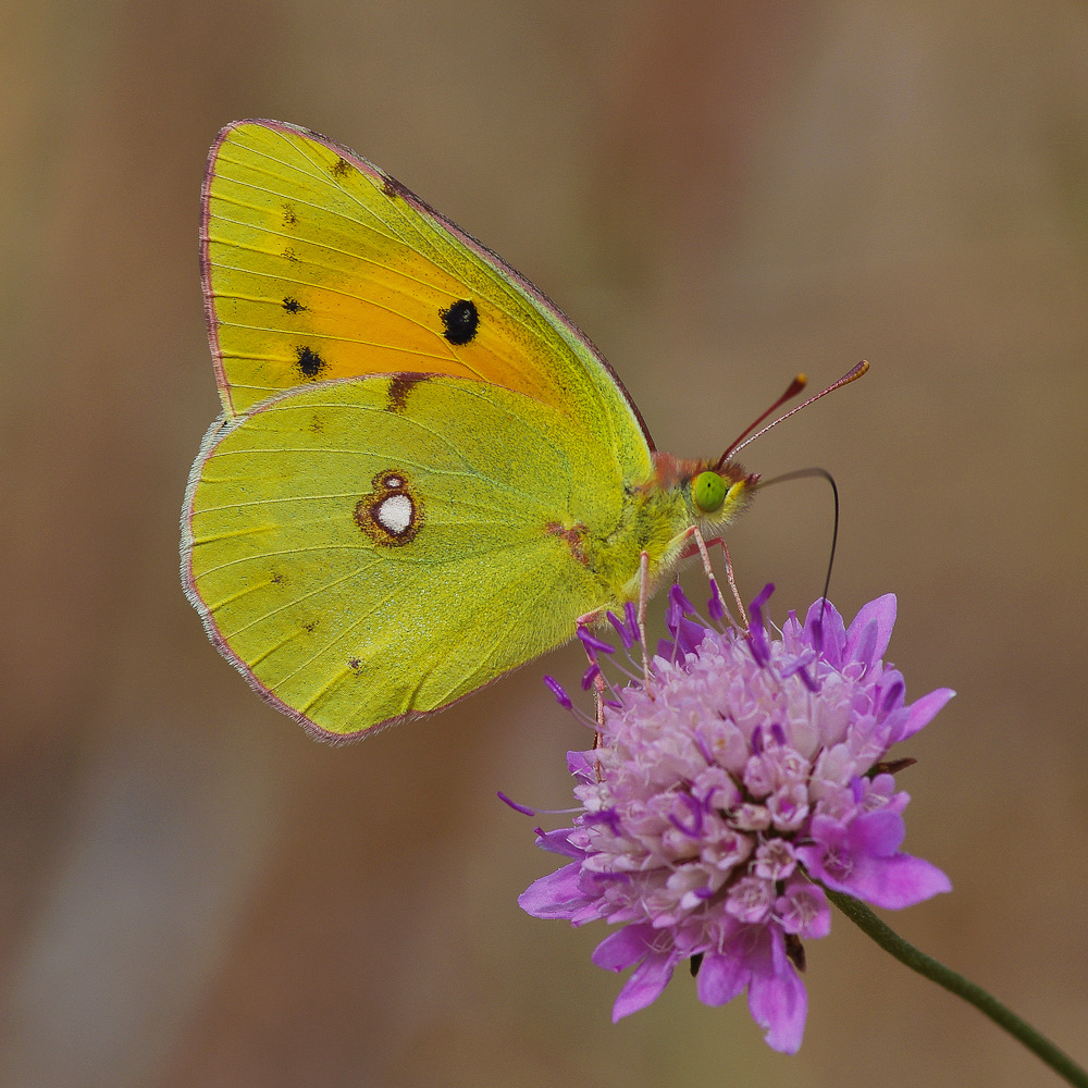 Postillon-Weibchen Foto & Bild | tiere, wildlife, schmetterlinge Bilder ...
