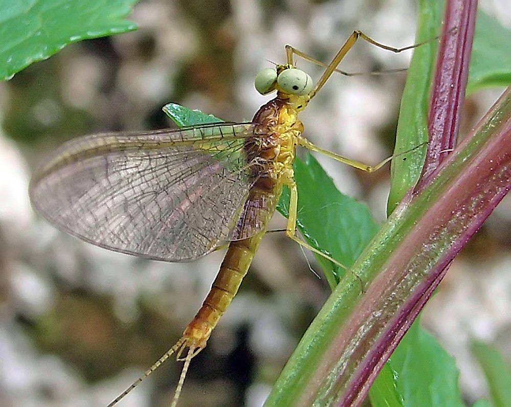 Potamanthus luteus - Gelbe Eintagsfliege Foto & Bild | tiere, wildlife ...