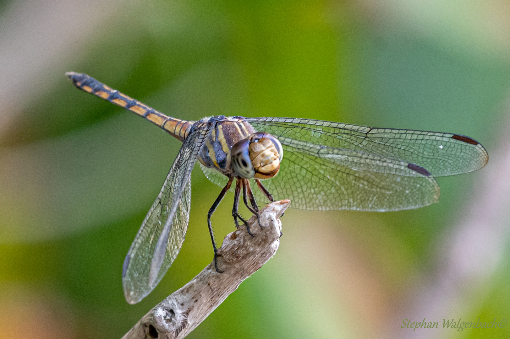 Potamarcha congener Foto & Bild | asia, cambodia, tiere Bilder auf ...