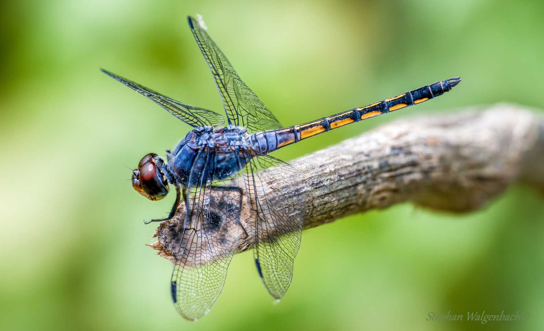 Potamarcha congener Männchen Foto & Bild | asia, cambodia, tiere Bilder ...
