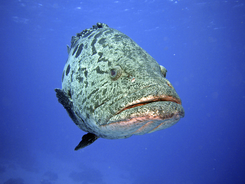 Potato-Cod Foto & Bild | unterwasser, uw-salzwasser, natur-kreativ ...