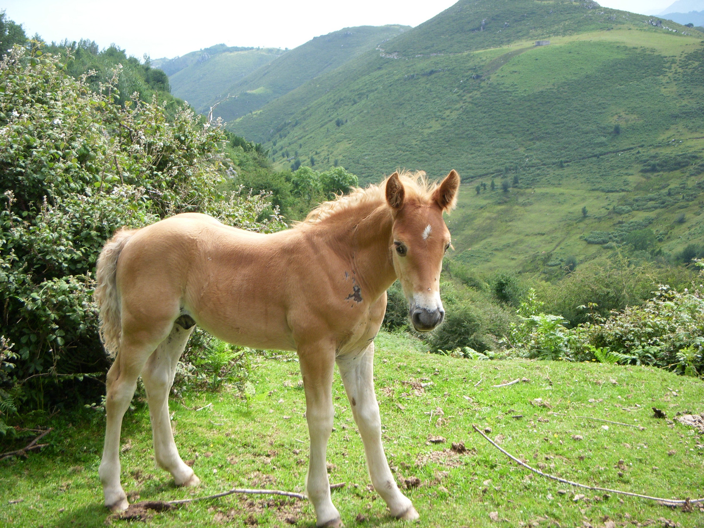 POTRILLO Imagen & Foto | animales, potrillo, naturaleza Fotos de ...