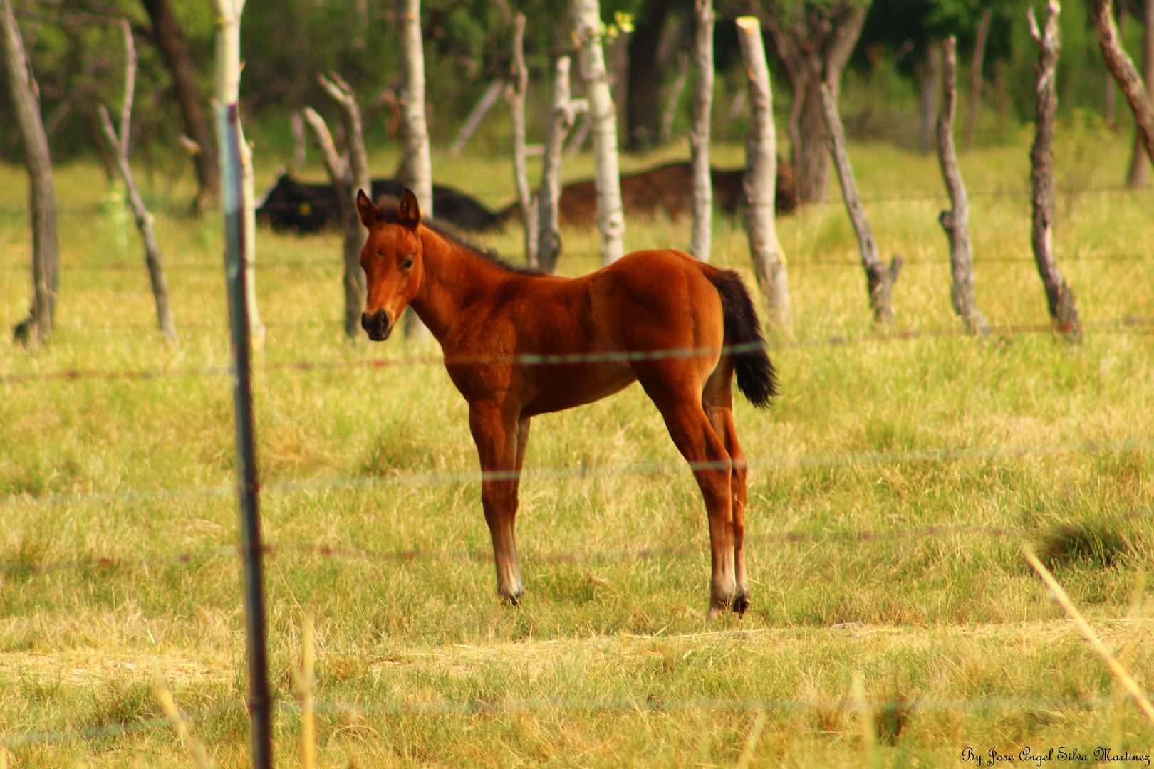 potrillo Imagen & Foto | animales, animales domésticos, horses Fotos de ...