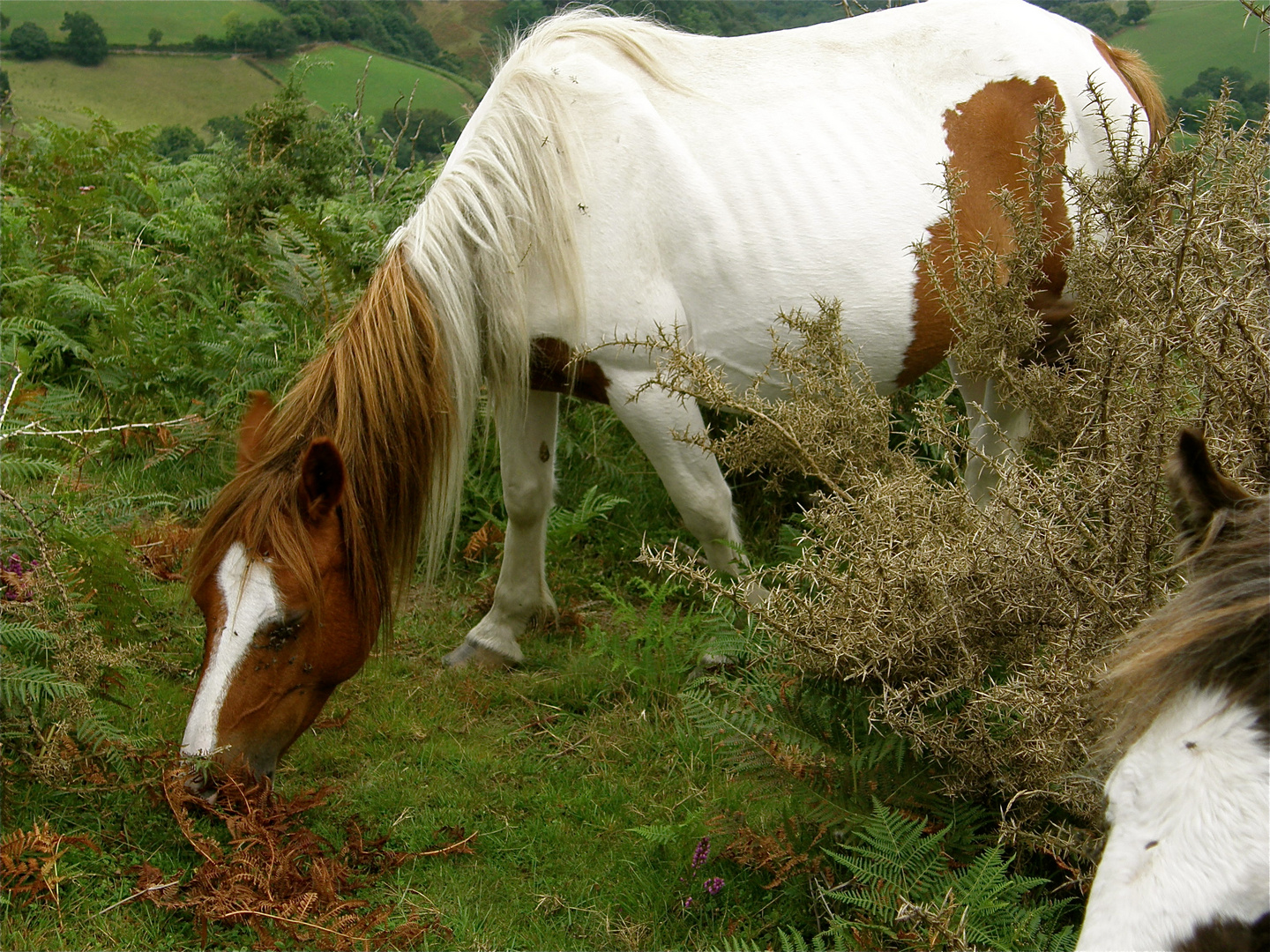 Pottok en liberté photo et image | animaux, nature : animeaux, nature ...