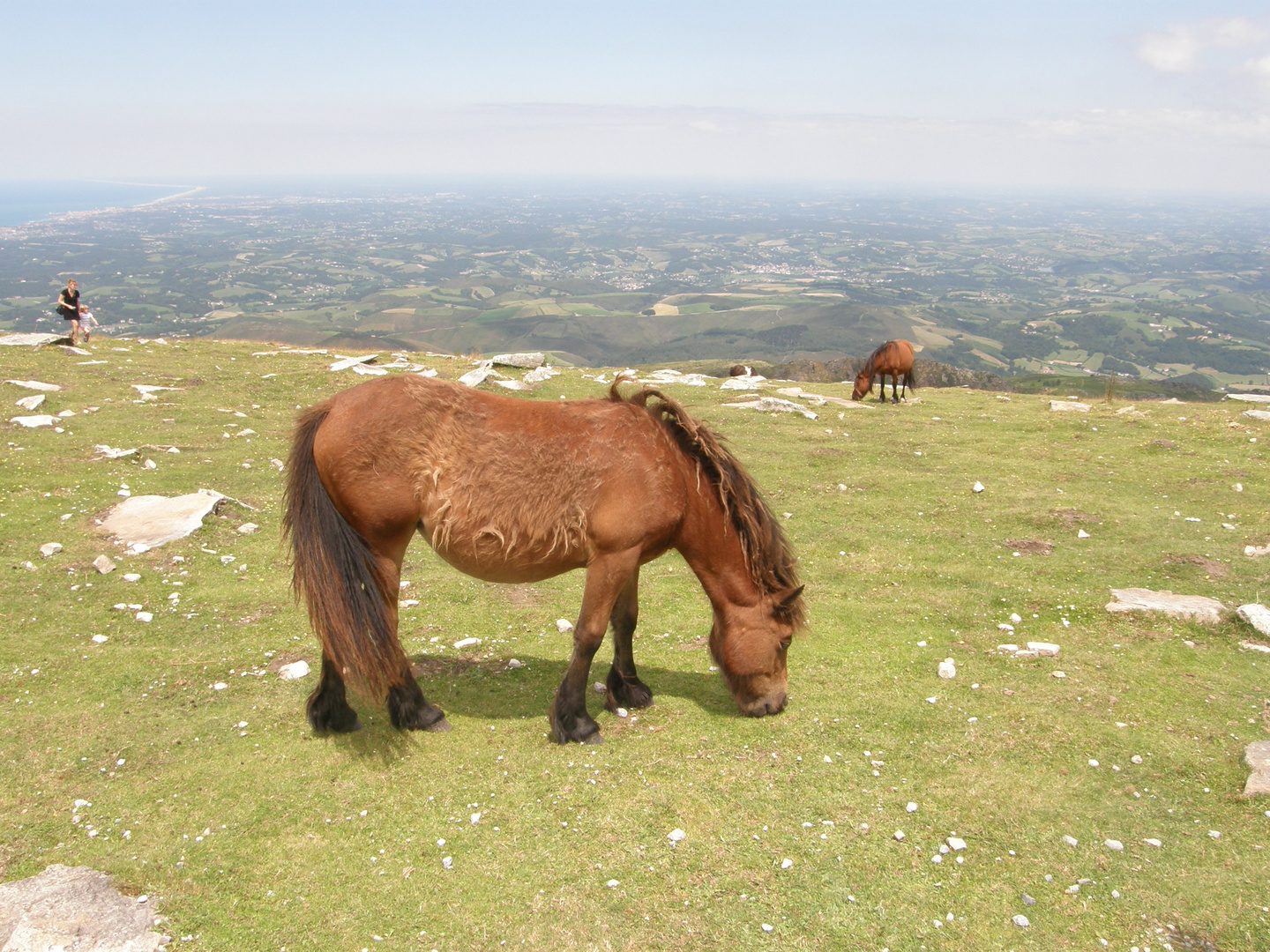 Pottok en liberté dans les montagnes basques photo et image | animaux ...