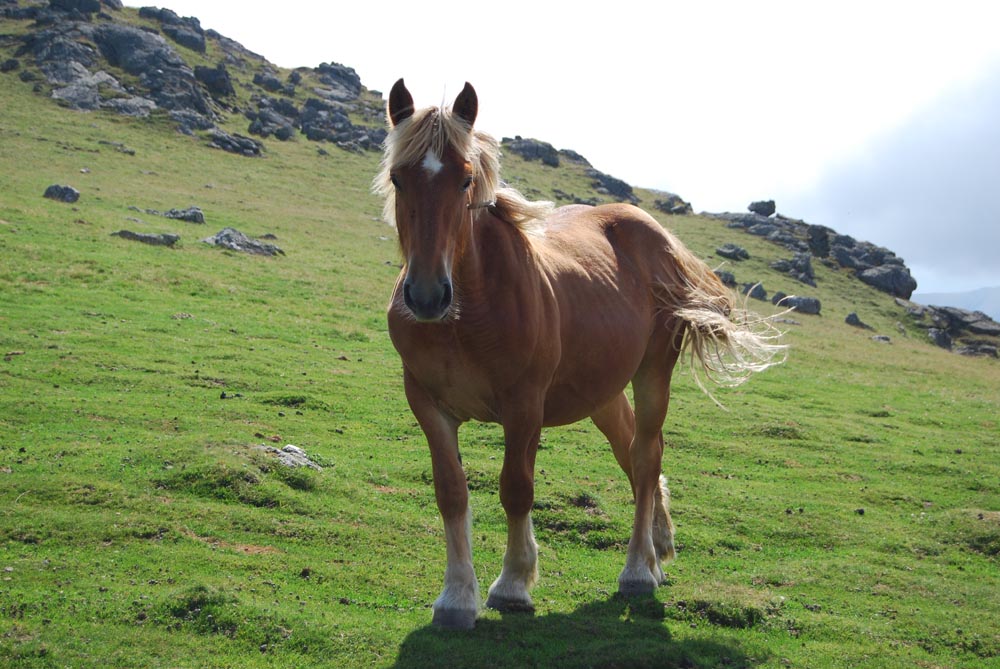 pottok en montagne photo et image | nature, nature et couleurs, jeunes ...
