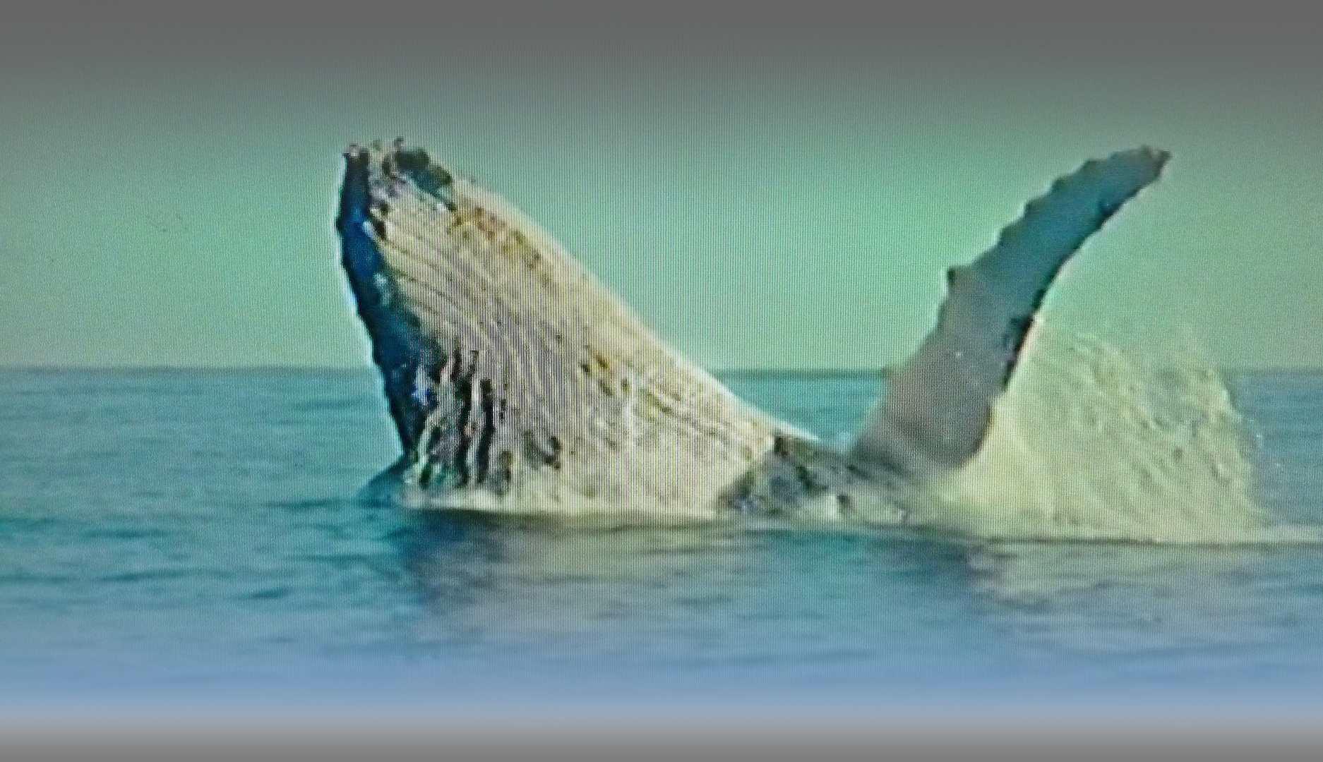 Pottwal Foto & Bild | tiere, wildlife, säugetiere Bilder auf fotocommunity