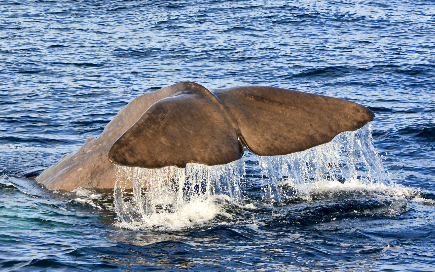 Pottwal Foto & Bild | tiere, wildlife, säugetiere Bilder auf fotocommunity