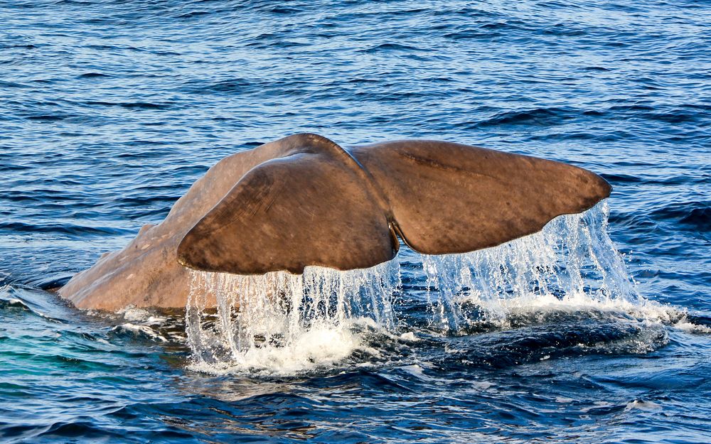 Pottwal Foto & Bild | tiere, wildlife, säugetiere Bilder auf fotocommunity