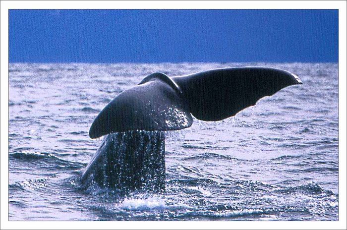 Pottwal bei Andenes (Norwegen) Foto & Bild | tiere, wildlife ...