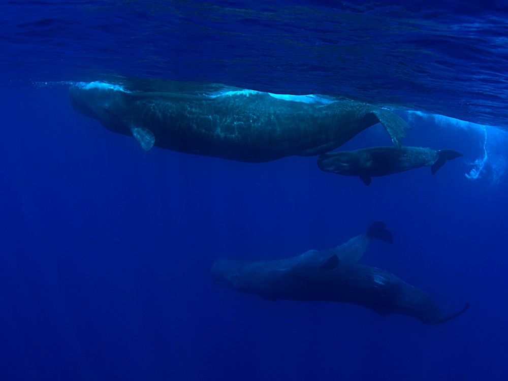 Pottwal Familie Foto & Bild | europe, portugal, world Bilder auf ...