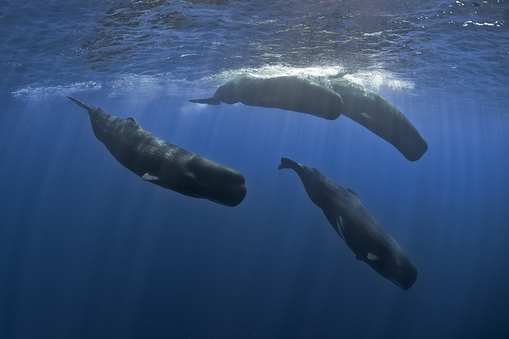 Pottwal Gruppendynamik... Foto & Bild | unterwasser, uw-salzwasser ...