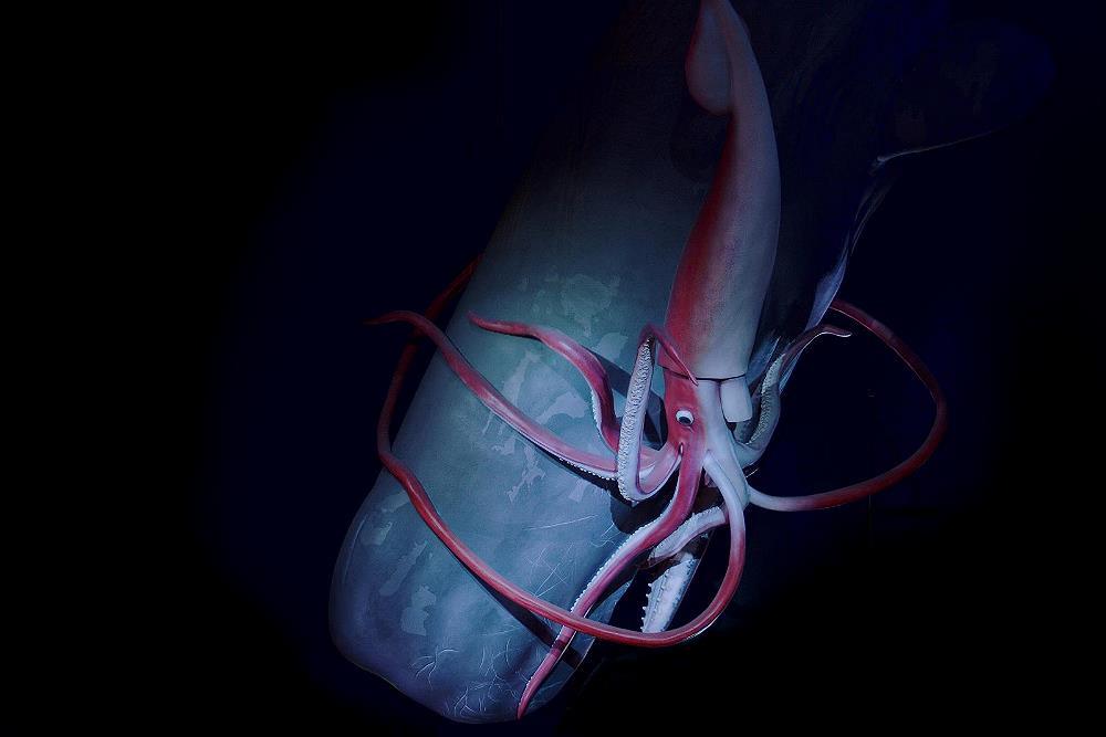 Pottwal mit Riesenkalmar Foto & Bild | deutschland, europe, mecklenburg ...