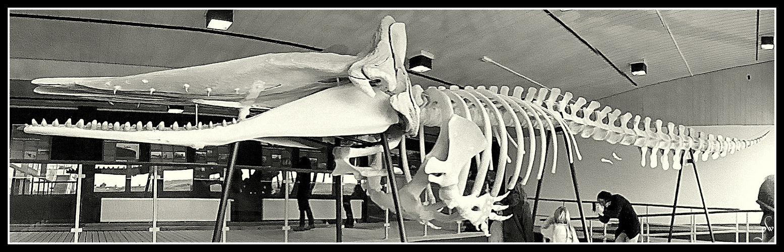 Pottwal - Skelett -- 12 m lang Foto & Bild | world, natur, tiere Bilder ...