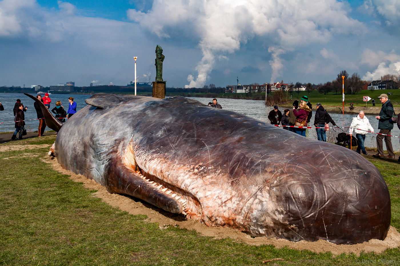 Pottwal....(Mühlenweide in Duisburg - Ruhrort) Foto & Bild | tiere ...