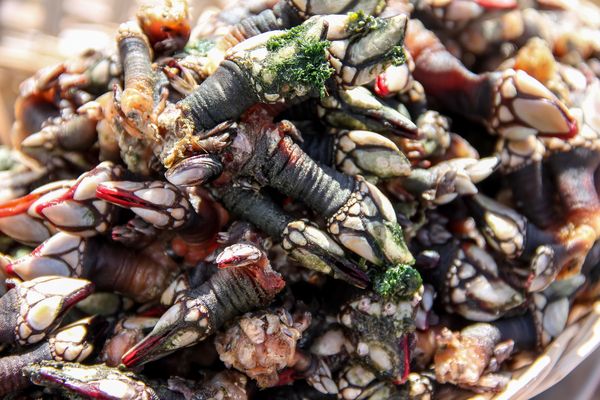 Poissons mollusques +crustacés Images & Photos