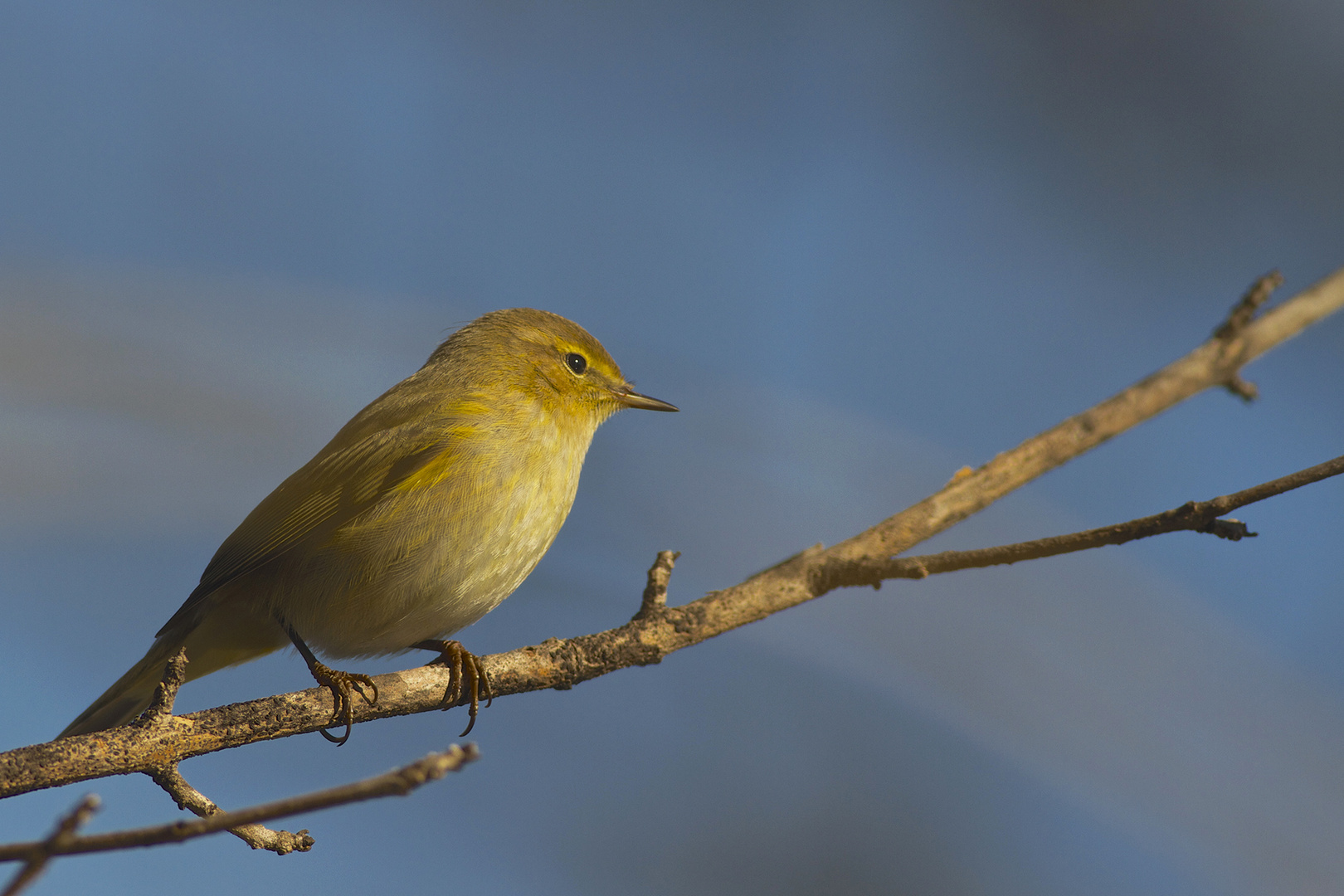 Pouillot véloce photo et image | nature, animaux, oiseaux Images fotocommunity