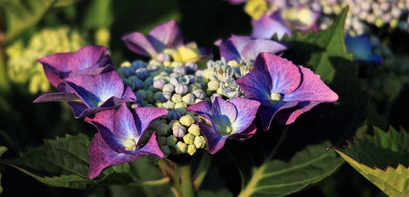 Macro Fleurs Images & Photos