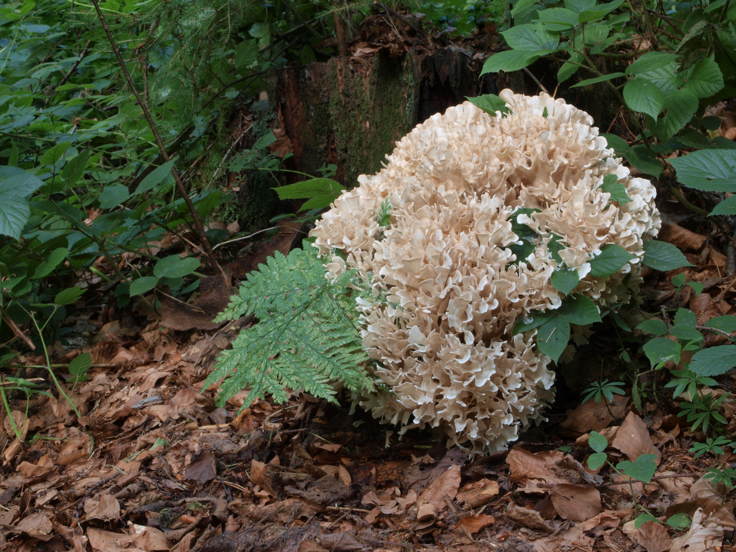 Prachtexemplar einer Breitblättrigen Glucke (Sparassis Laminosa) Foto ...