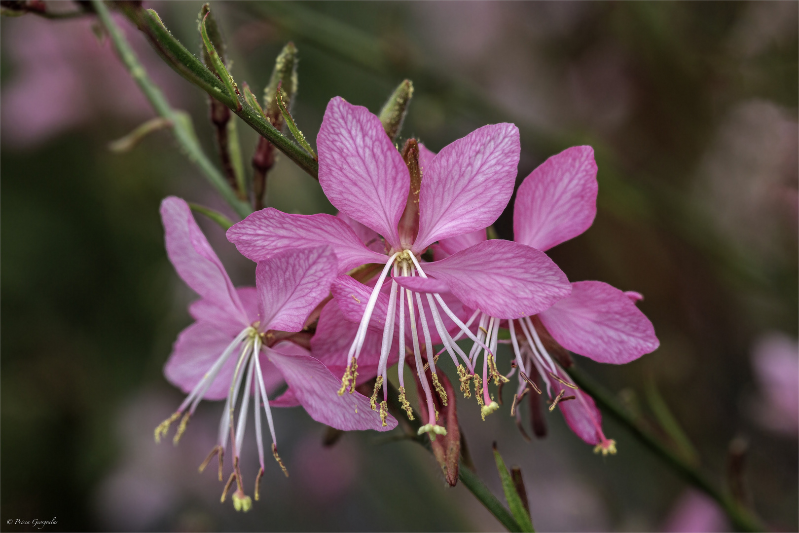 Prachtkerze Pink Dwarf - Gaura lindheimeri Foto & Bild | pflanzen ...