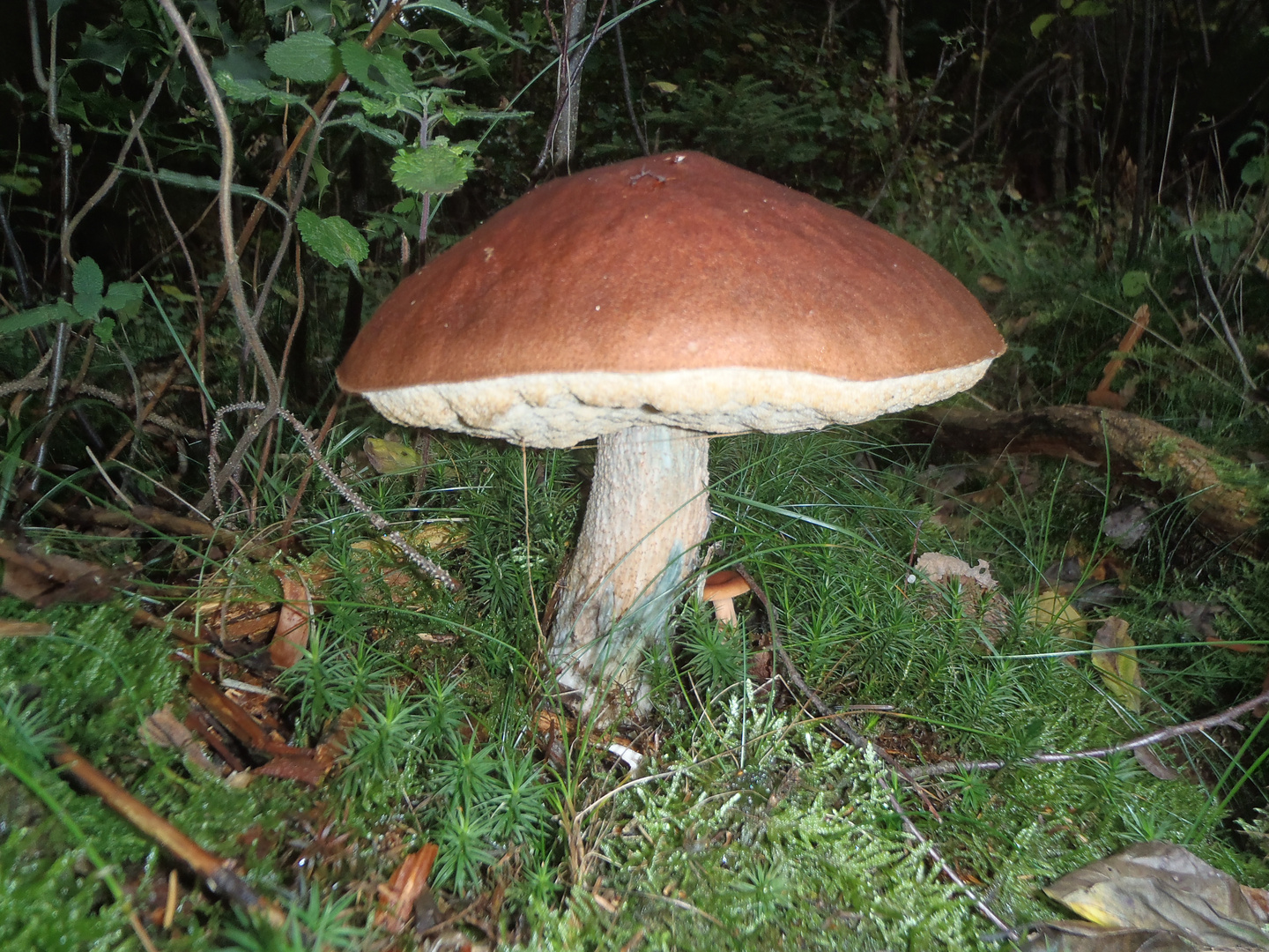 Prächtige Rotkappe Foto & Bild | pflanzen, pilze & flechten, pilze ...