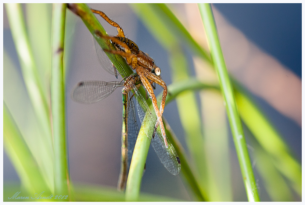 Prädator Foto & Bild | tiere, wildlife, libellen Bilder auf fotocommunity