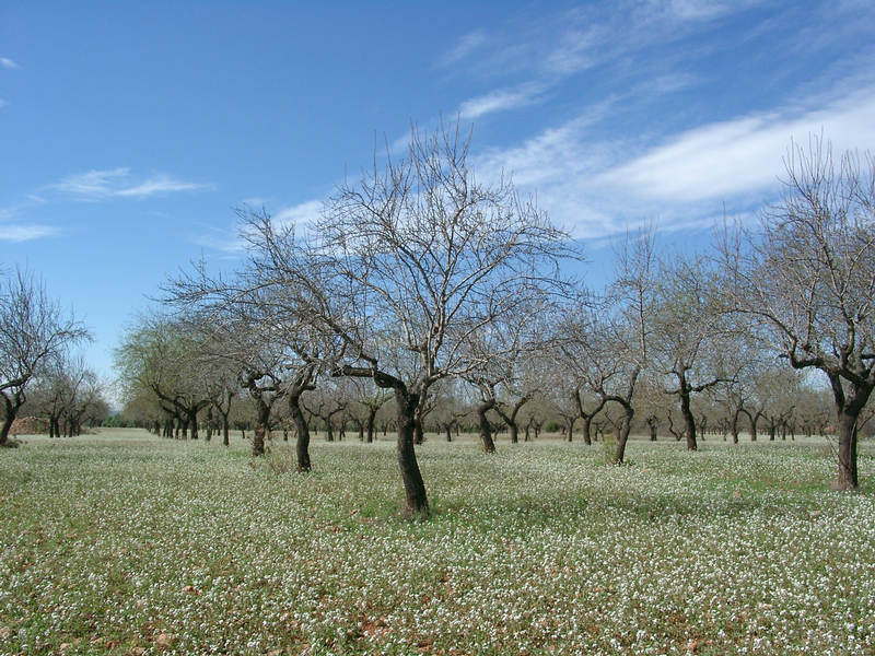 Prärie in Spaniens Westen Foto & Bild | jahreszeiten, sommer, natur ...