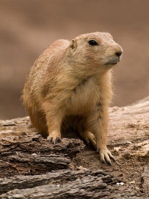 Alashiya - Fotos & Bilder - Fotografin aus Nürnberg, Deutschland ...