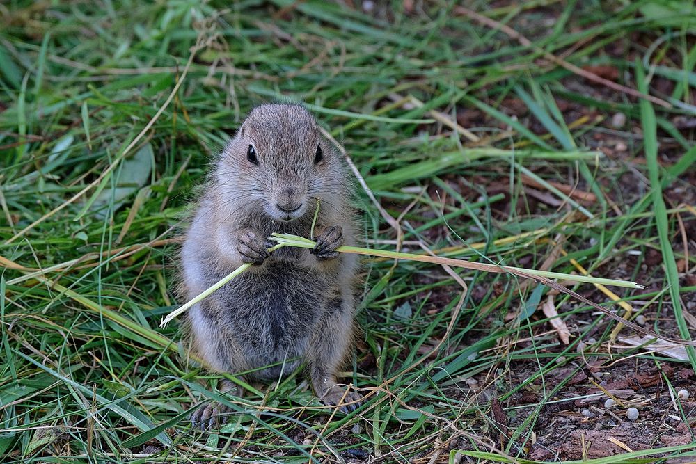 Präriehundenachwuchs im Zoo Schönbrunn Foto & Bild | fotos, world ...