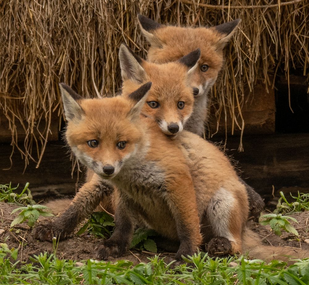 Präsentation des Fuchsnachwuchses Foto & Bild | tiere, tierkinder, zoo ...