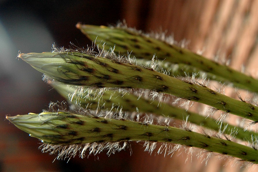 Prall gefüllt mit Schönheit... Foto & Bild | pflanzen, pilze & flechten ...