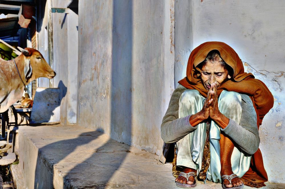 Praying and Holy Cow Foto & Bild | asia, india, south asia Bilder auf ...