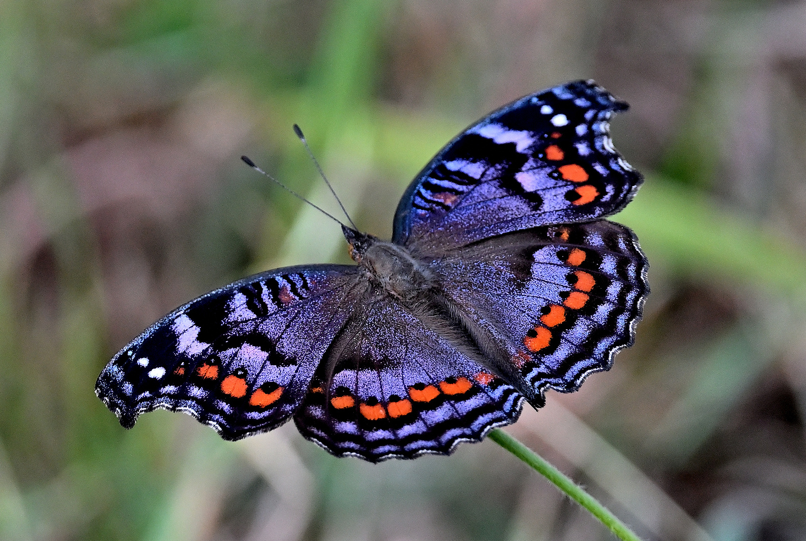 Precis Octavia Foto & Bild | blue, world, spezial Bilder auf fotocommunity