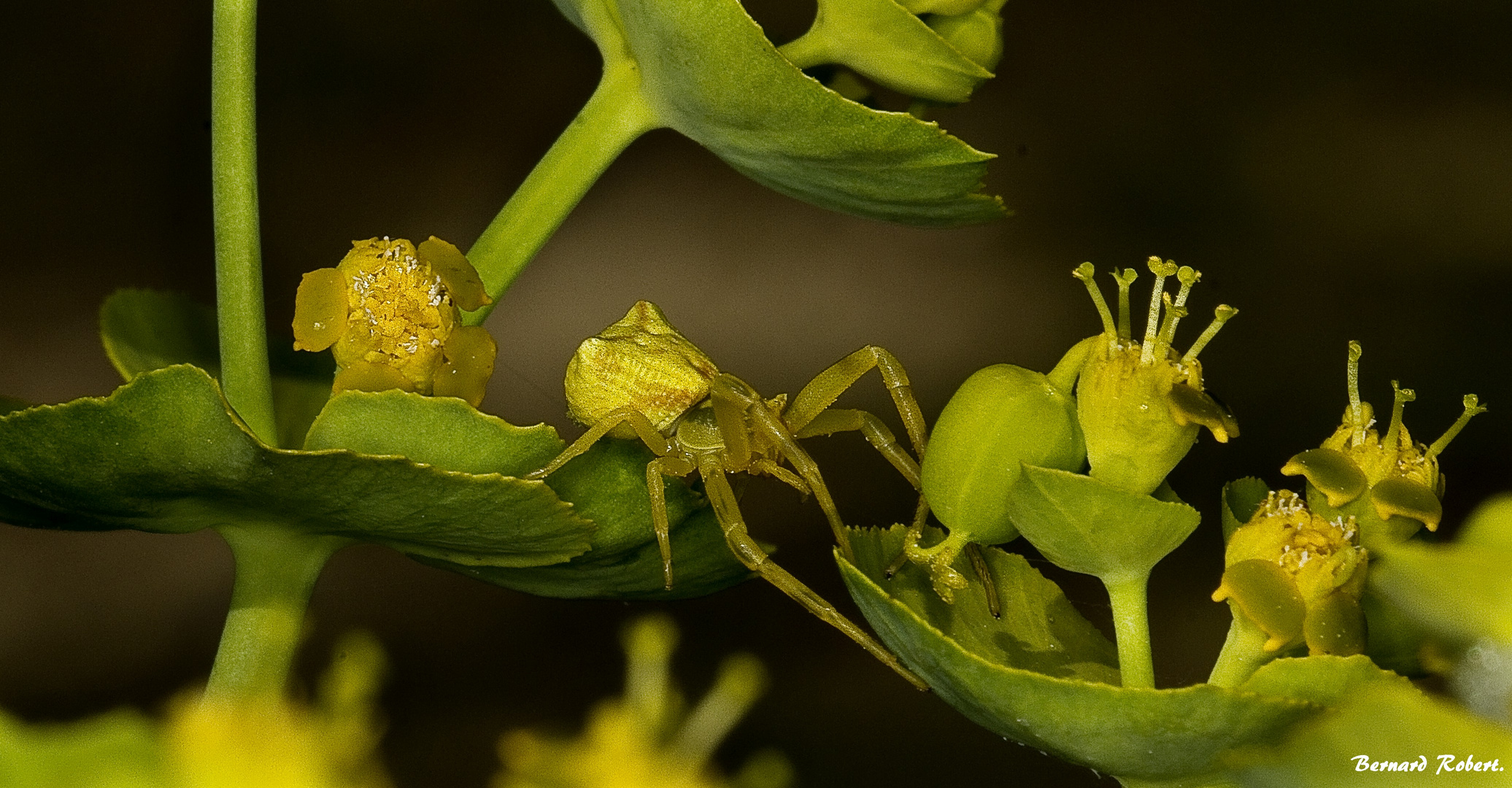 prédateur (2) !!! photo et image | macro nature, macro insectes ...