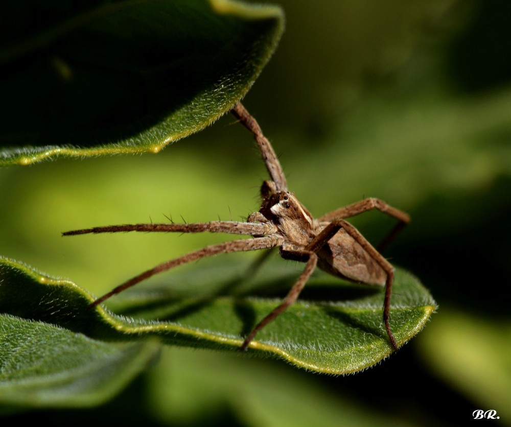 prédateur photo et image | macro nature, macro insectes, insectes ...