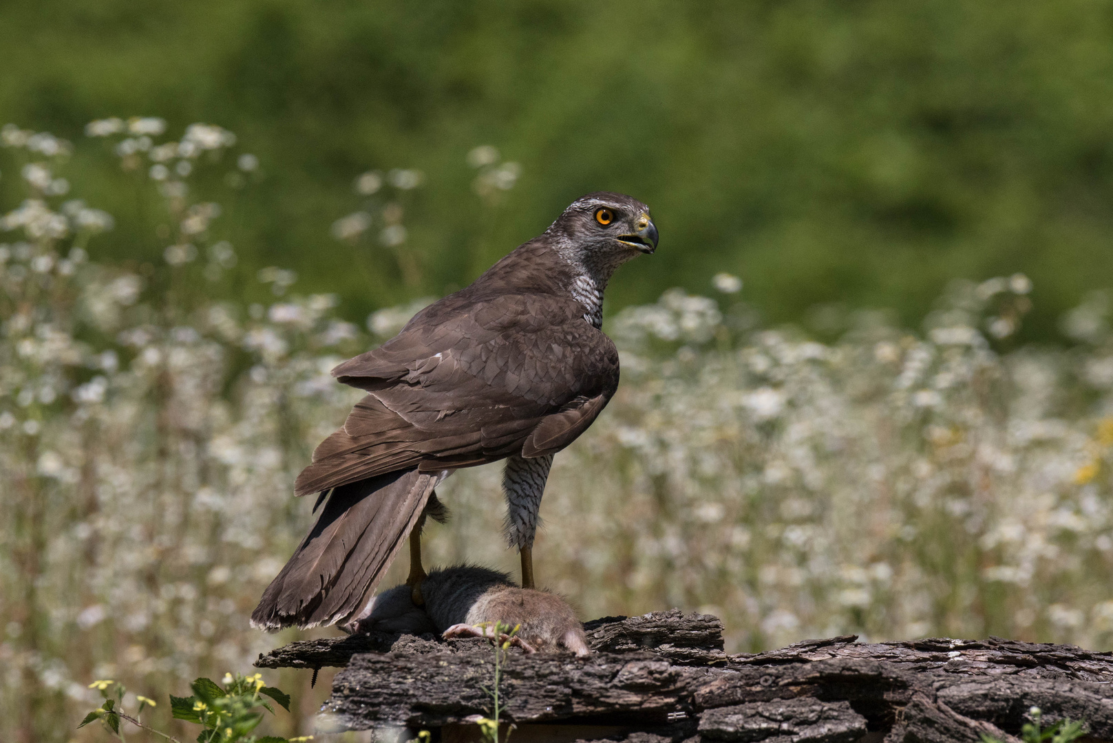 Prede e predatori Foto % Immagini| montagna, natura, uccelli Foto su ...