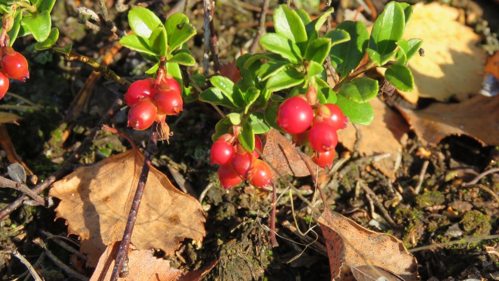 Preiselbeeren (Vaccinium vitis-idaea)... Foto & Bild | natur ...