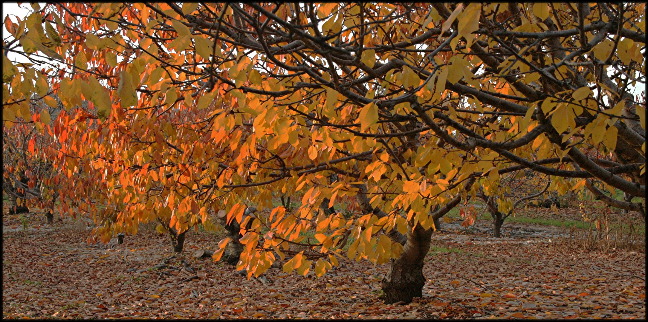 PREMICE AUTOMNAL ORIGINAL JPEG photo et image | arbres, nature ...