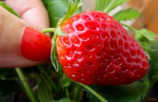 Les Fruits Images & Photos