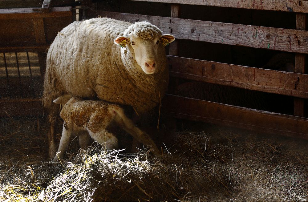 Première tétée photo et image | animaux, ferme, special Images ...