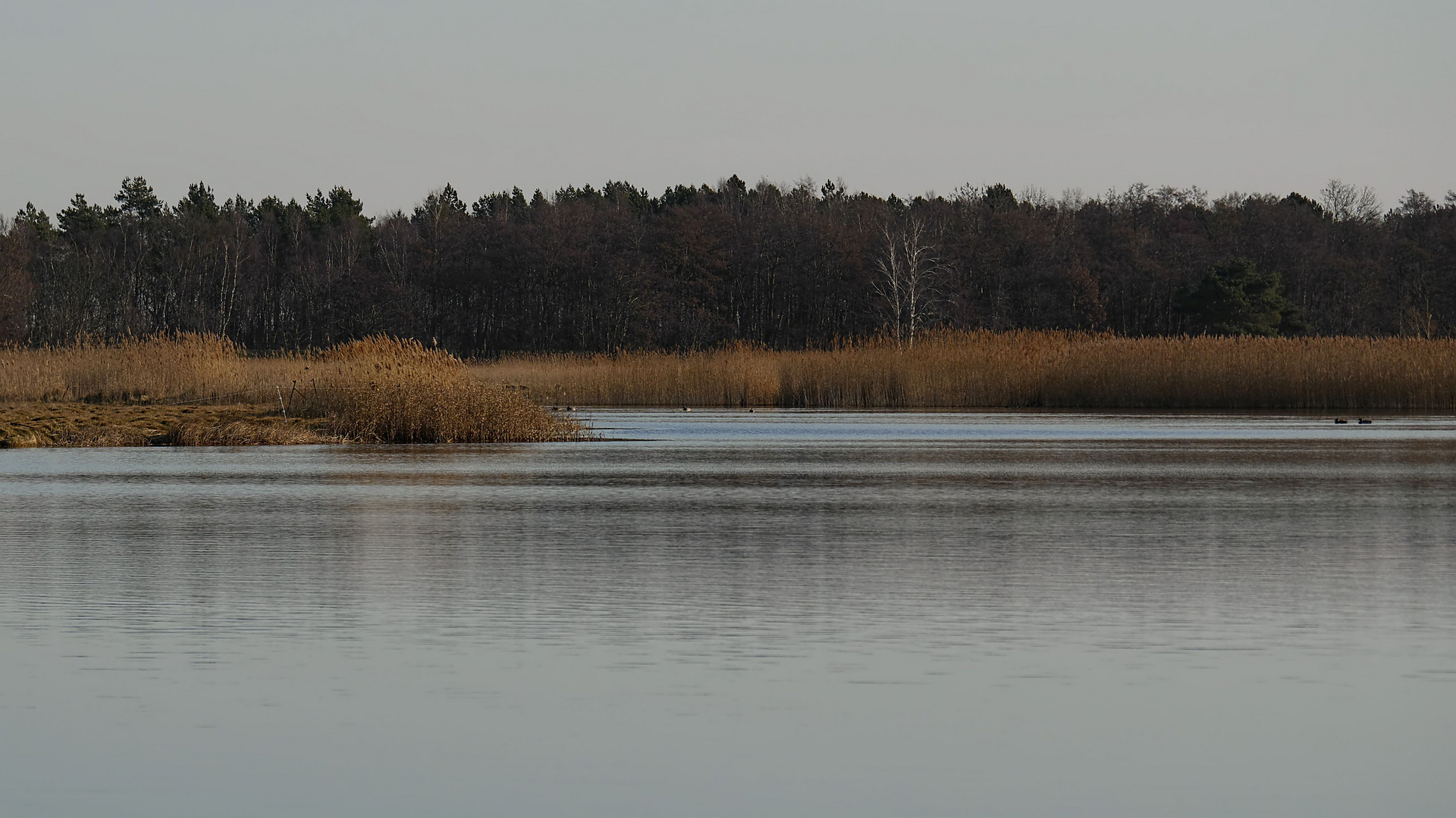 Prerower Strom Foto & Bild | natur, fluss, darß Bilder auf fotocommunity