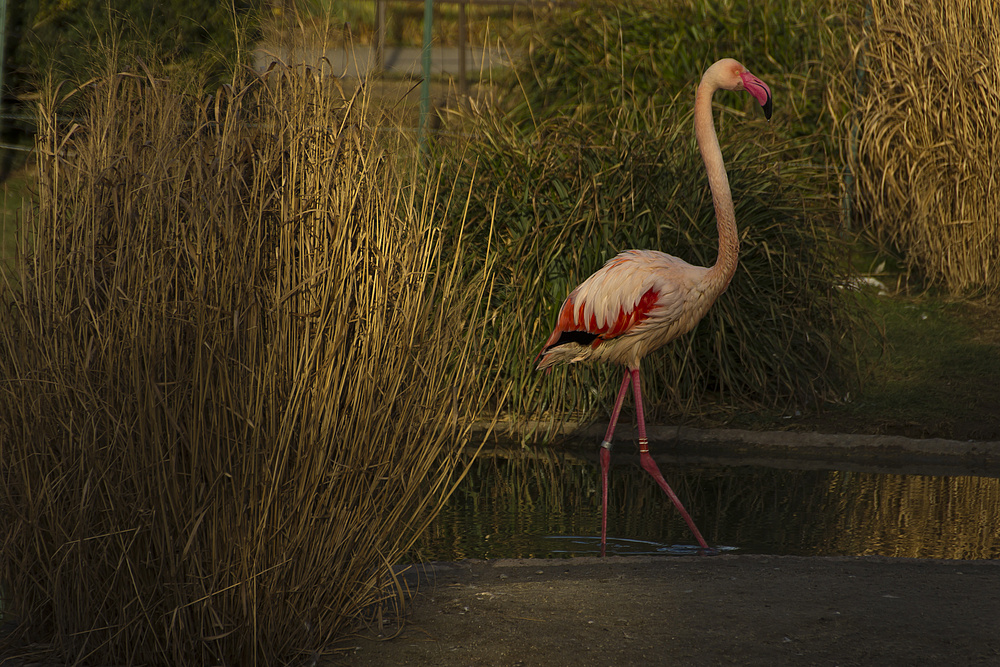 Pretty Flamingo Foto & Bild | europe, schweiz & liechtenstein, kt ...