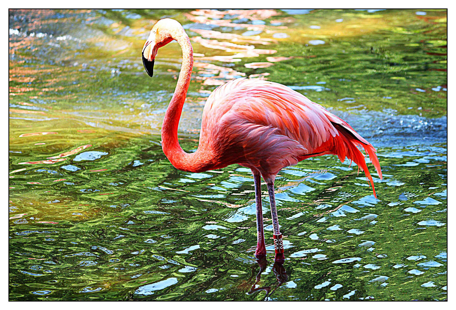 Pretty Flamingo Foto & Bild | natur, zoo, flamingo Bilder auf fotocommunity