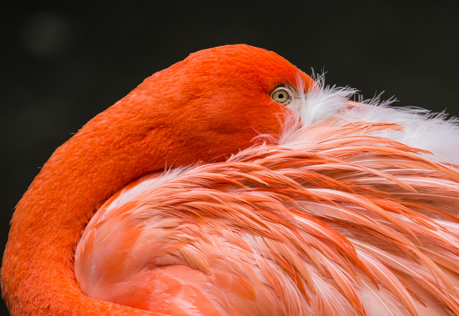 Pretty Flamingo Foto & Bild | tiere, zoo, wildpark & falknerei, vögel ...