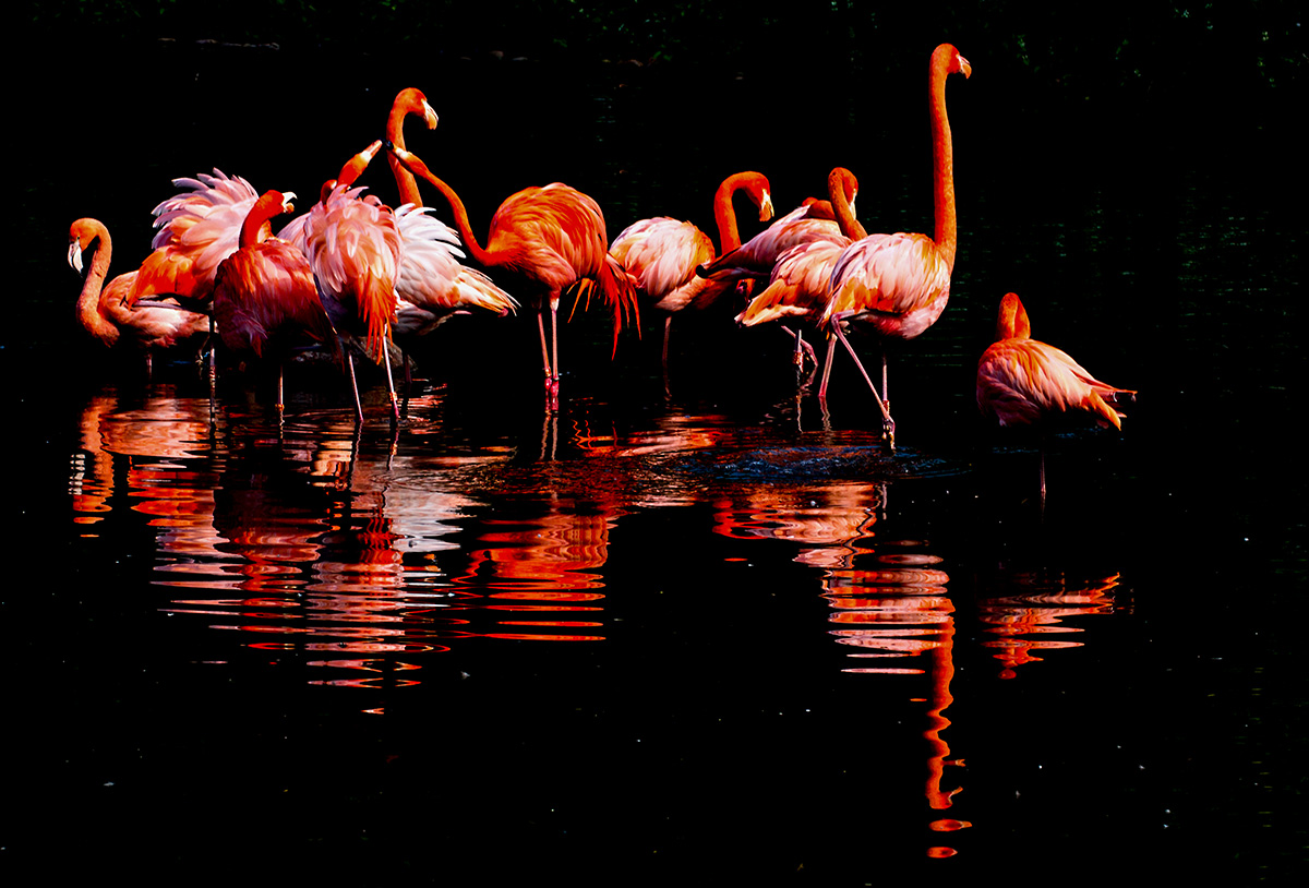 Pretty Flamingo Foto & Bild | natur, farbe, kontrast Bilder auf ...